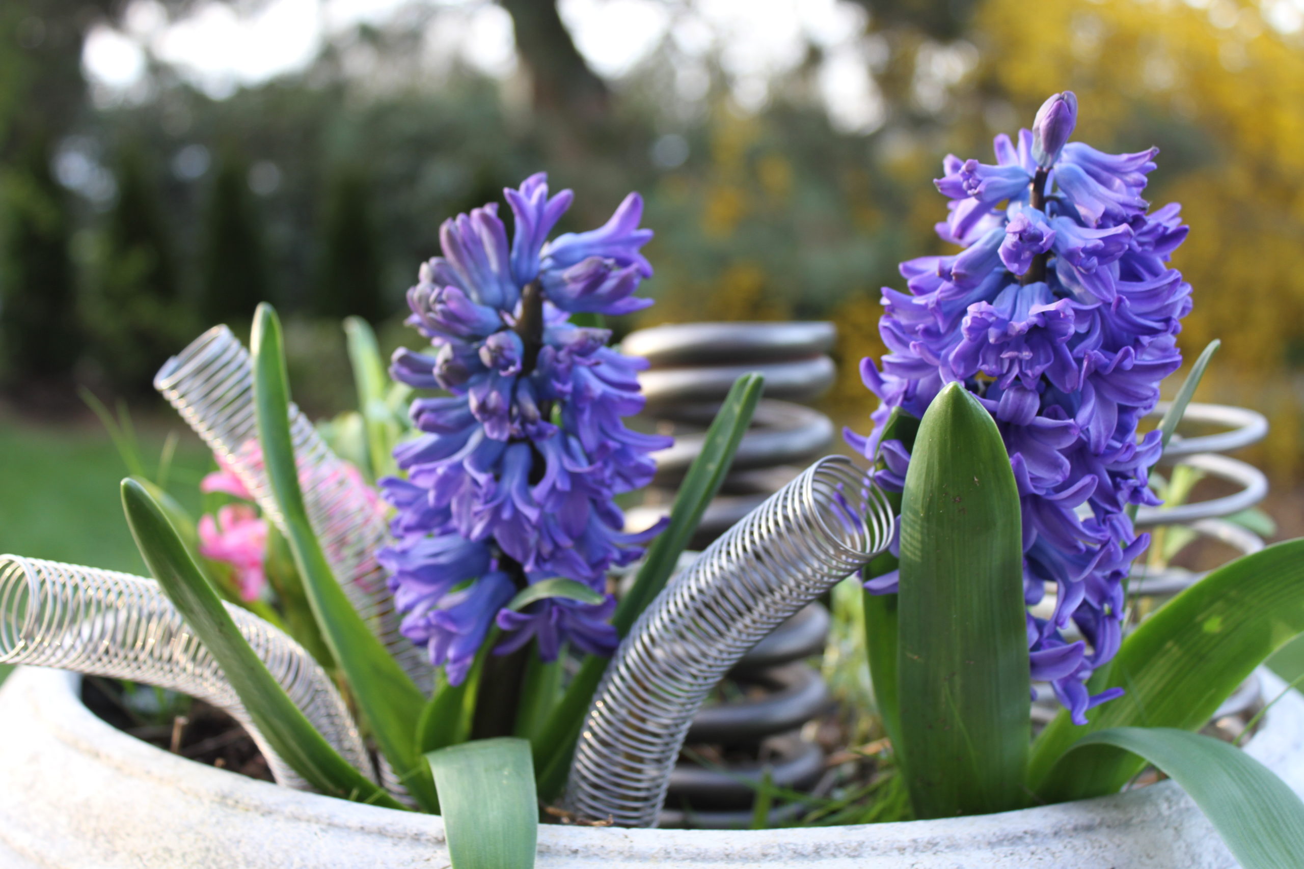 Spring has sprung! | Dendoff Springs Ltd.